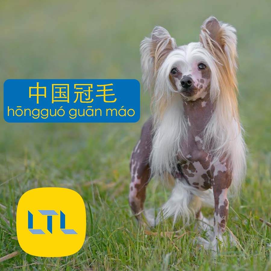 33 Dog Breeds in Chinese | Chinese Dog Breeds, Vocabulary and More ...