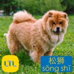 33 Dog Breeds in Chinese | Chinese Dog Breeds, Vocabulary and More ...