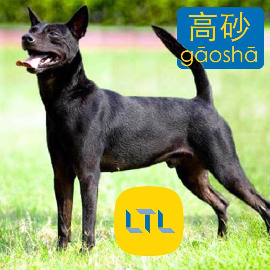 33 Dog Breeds in Chinese | Chinese Dog Breeds, Vocabulary and More ...