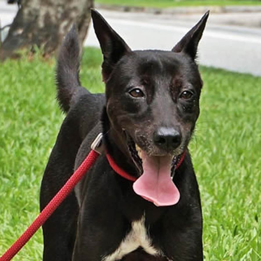 33 Dog Breeds in Chinese | Chinese Dog Breeds, Vocabulary and More ...