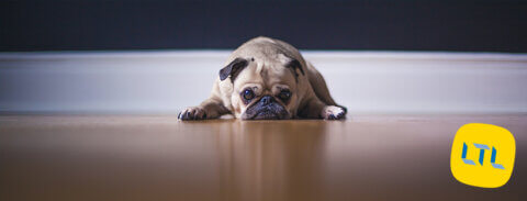 44 Authentic Feelings in Chinese | LTL Singapore